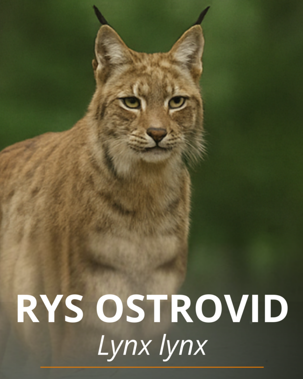 Rys | World Wide Fund for Nature - WWF Slovensko