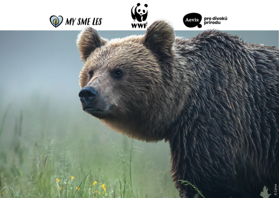 Medveď | World Wide Fund for Nature - WWF Slovensko