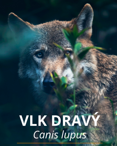 Vlk | World Wide Fund for Nature - WWF Slovensko