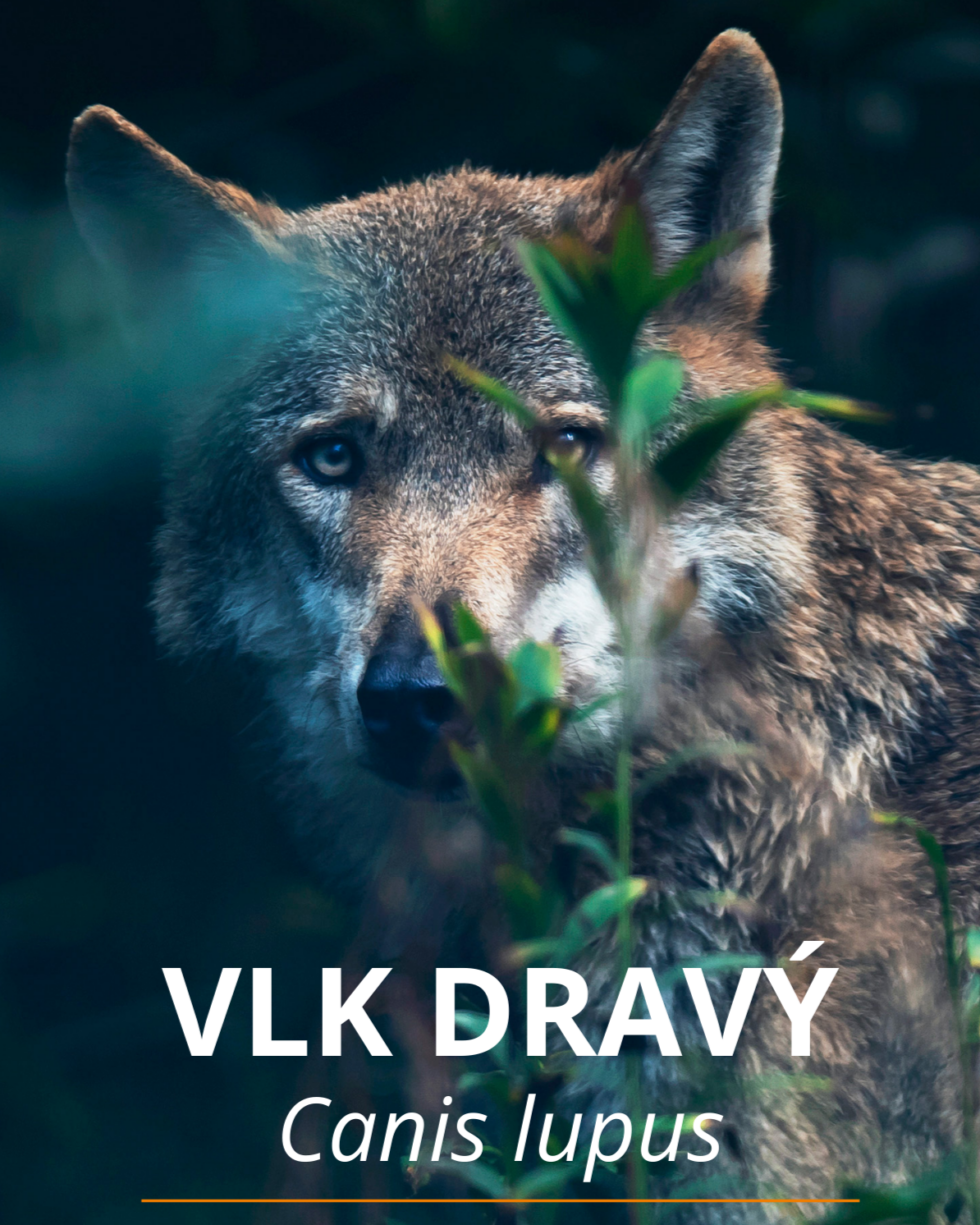 Vlk | World Wide Fund for Nature - WWF Slovensko